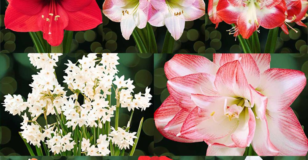 FlowerPower Amaryllis and Paperwhite fundraiser sale 2025 – order ...